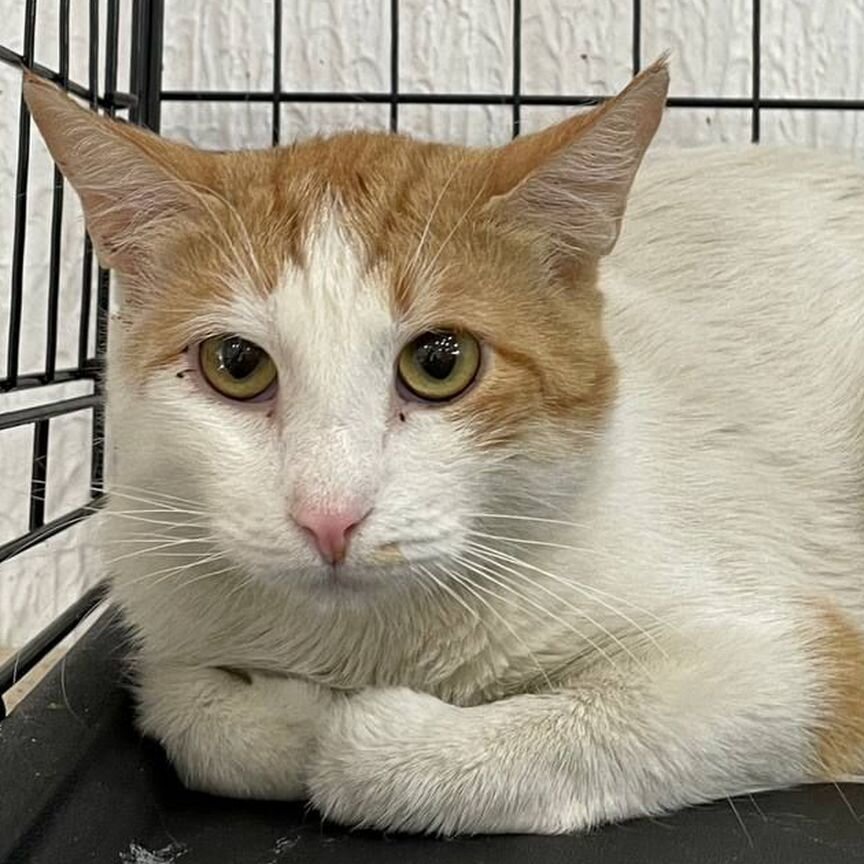 Котёнок из приюта