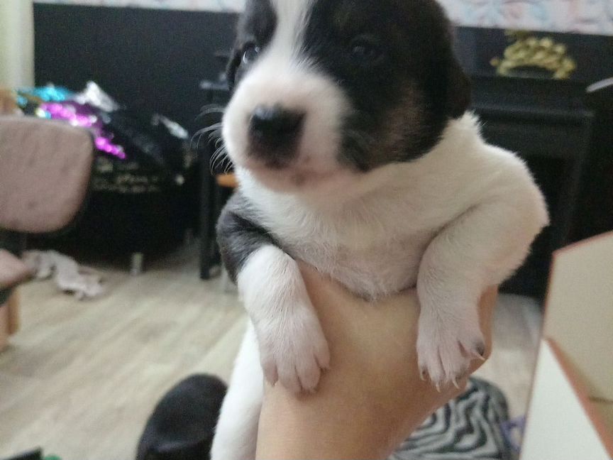 Щенки дворняжки бесплатно