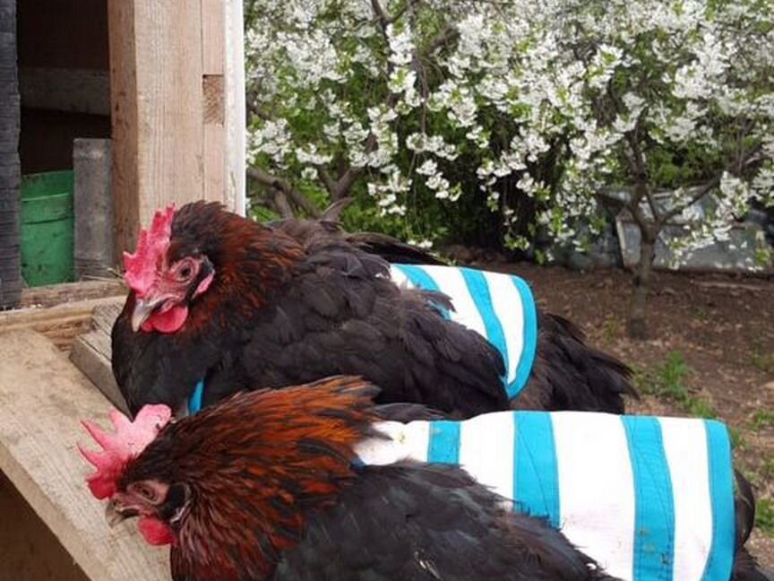 Попоны для кур, индеек