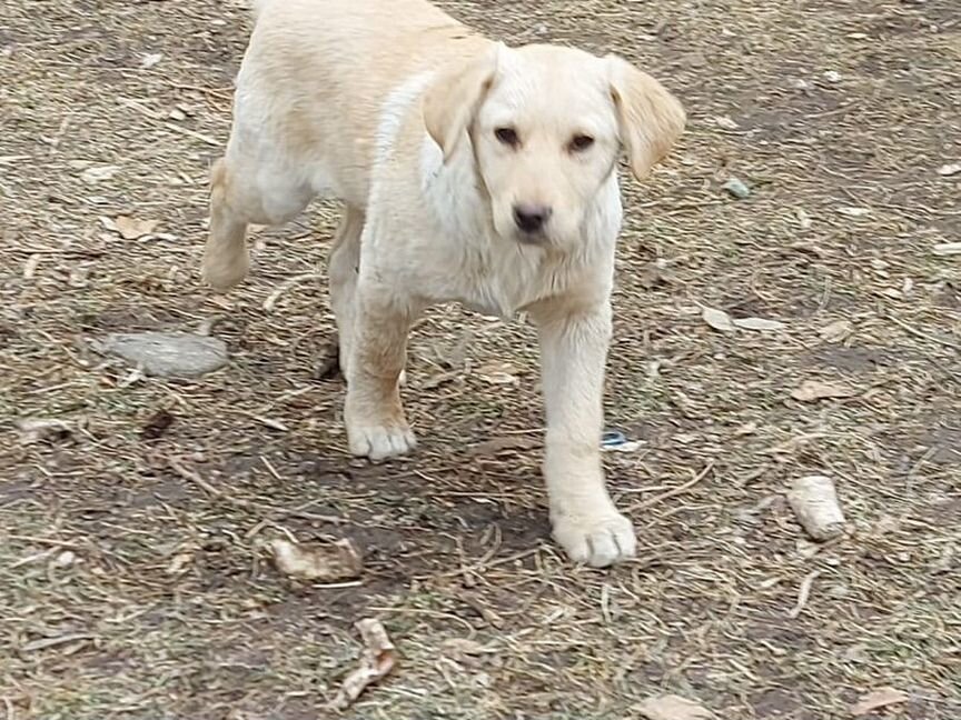 Метисы в добрые ручки
