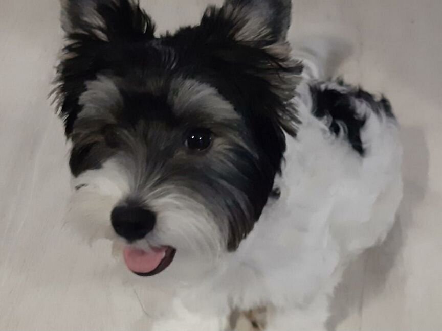 Йоркширский терьер бивер