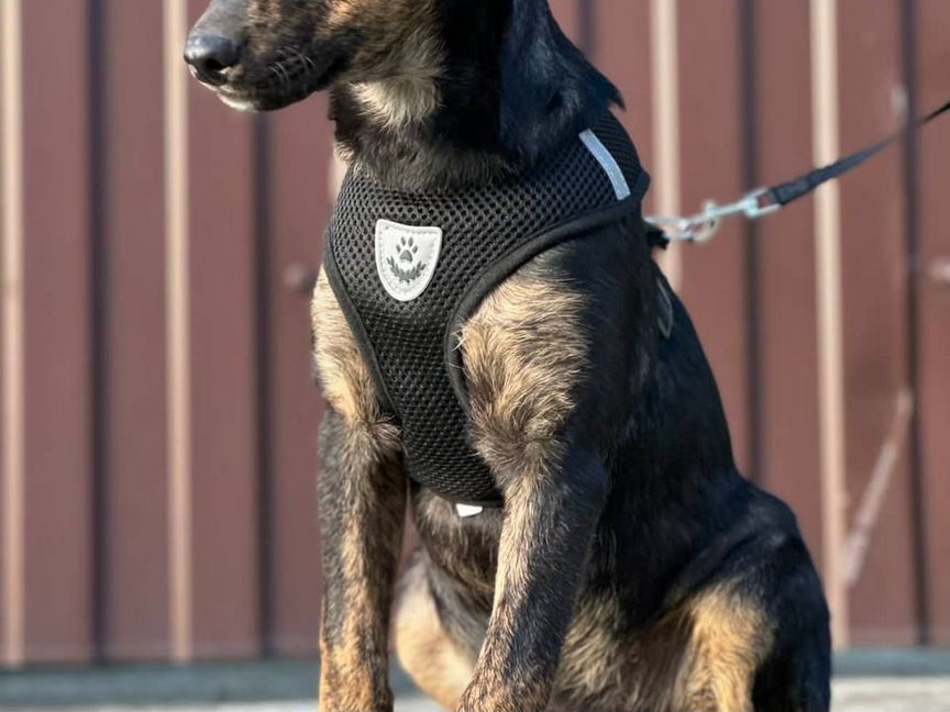 Щенок мальчик-красавчик ищет дом