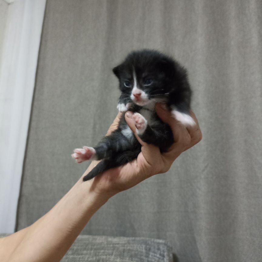 Котята от кошки мышеловки