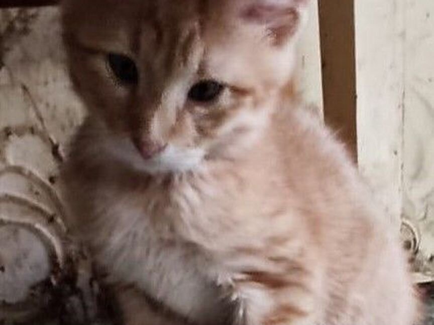 Котёнок Лисенок