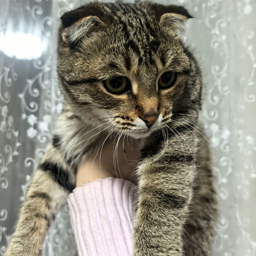 Шотландская вислоухая длинношёрстная кошка, взрослая