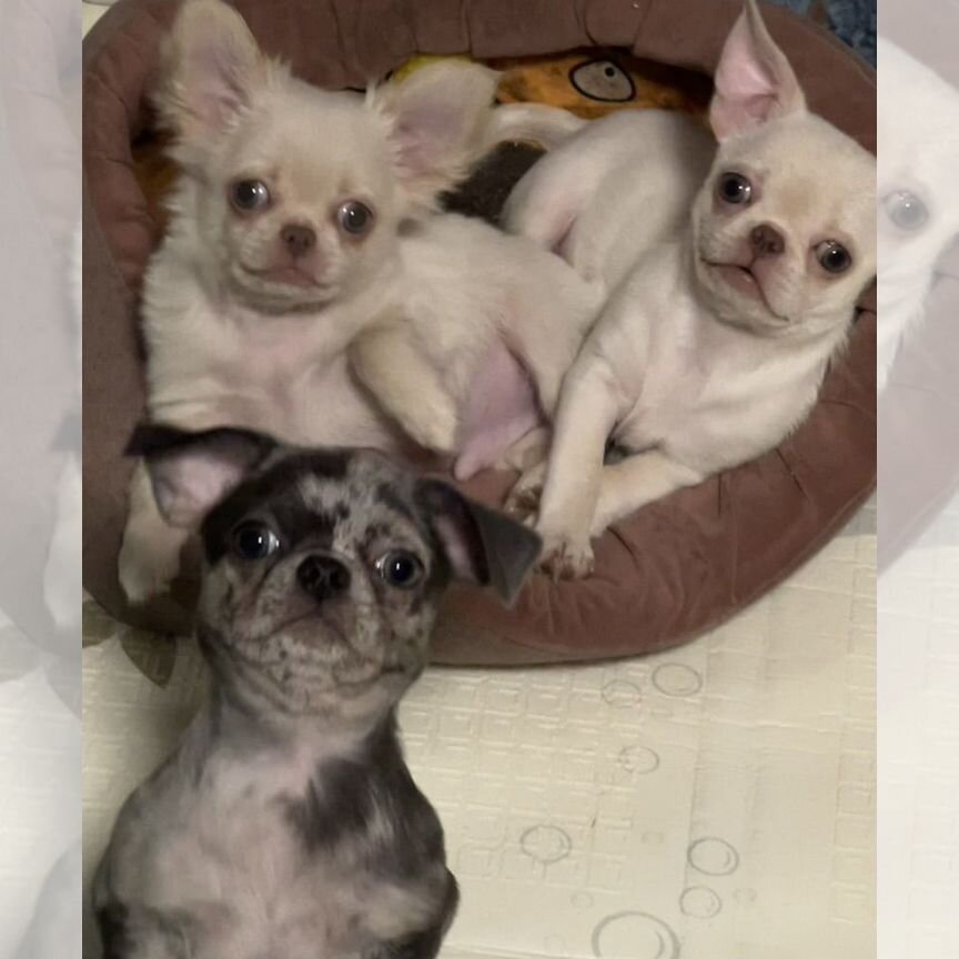 Чихуахуа, щенок