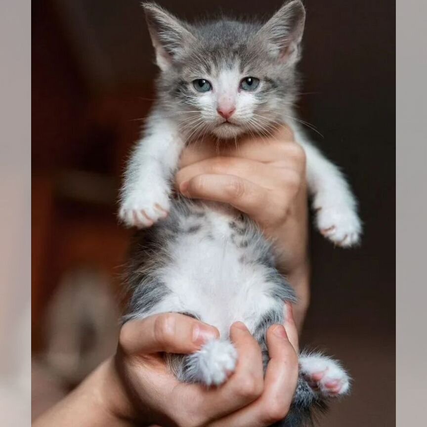 Котёнок в добрые руки