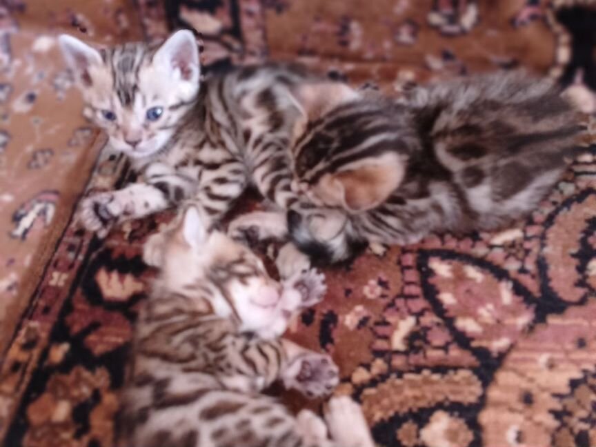 Бенгальская