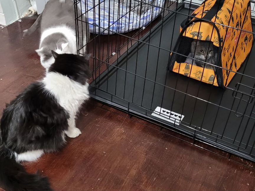 Клетка для собаки бу