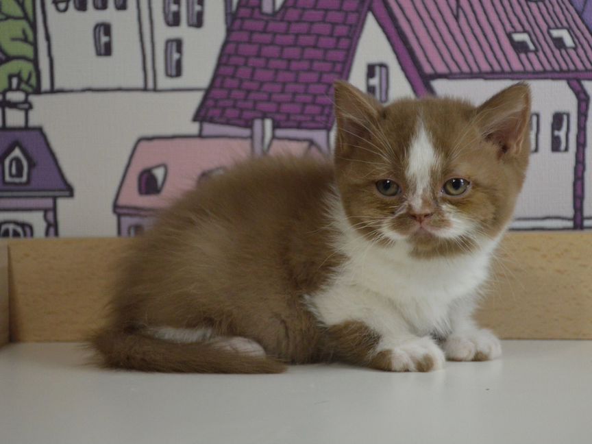 Британский котик