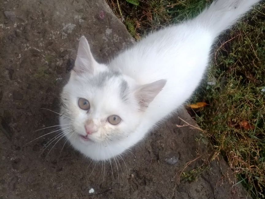 Турецкая ангора помесь