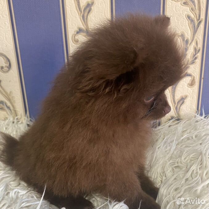 Шоколадный шпиц щенок