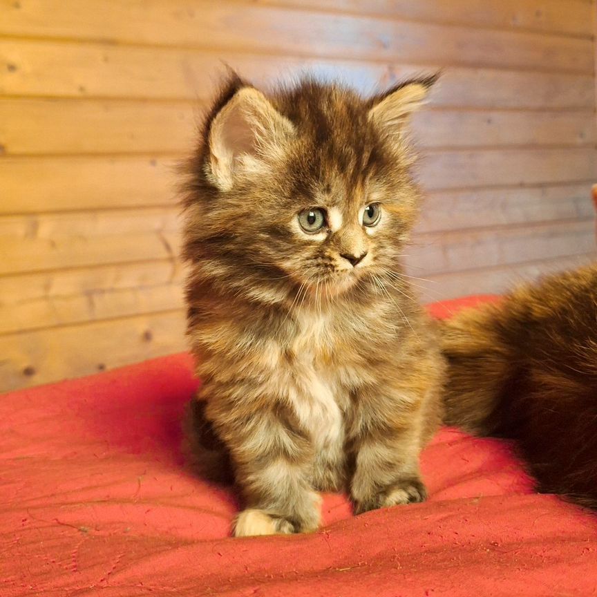 Котята мейн-кун