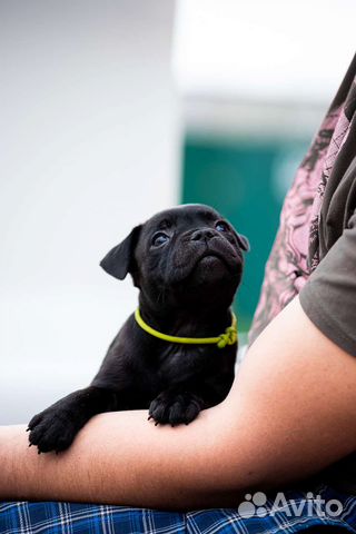 Стаффбуль девочка