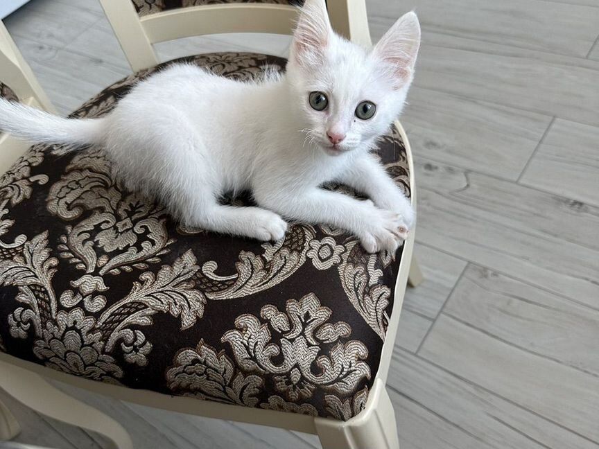 Котенок в добрые руки