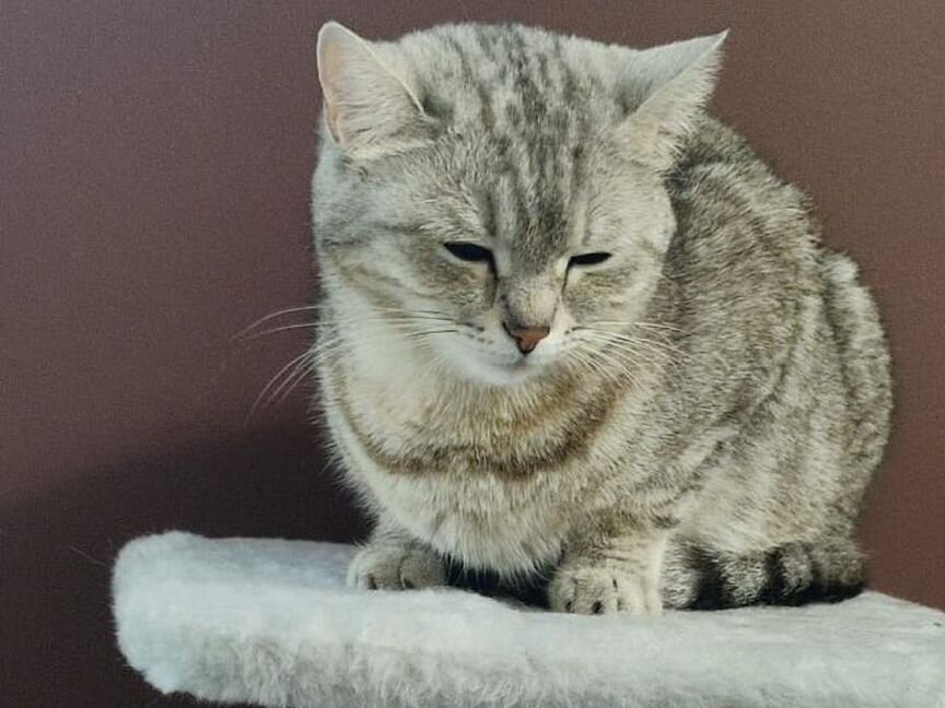 Отдам в добрые руки