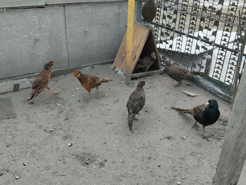 Фазан охотничий. Румынские