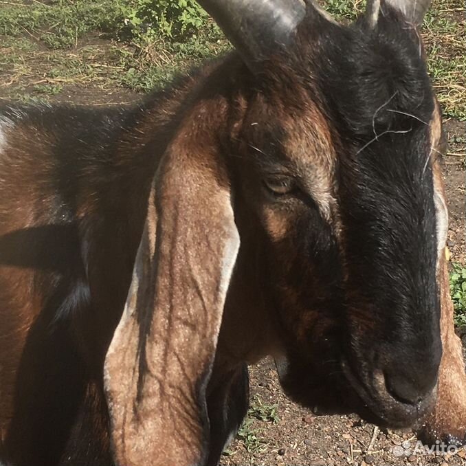 Козел на вязку