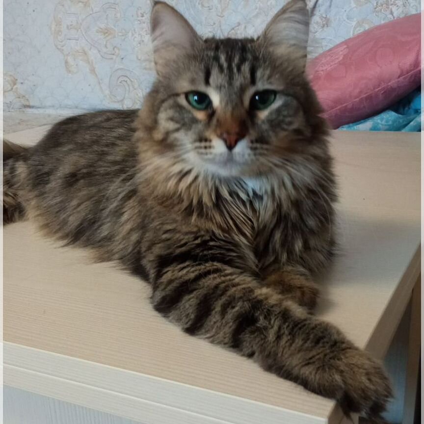 Милашка в семью