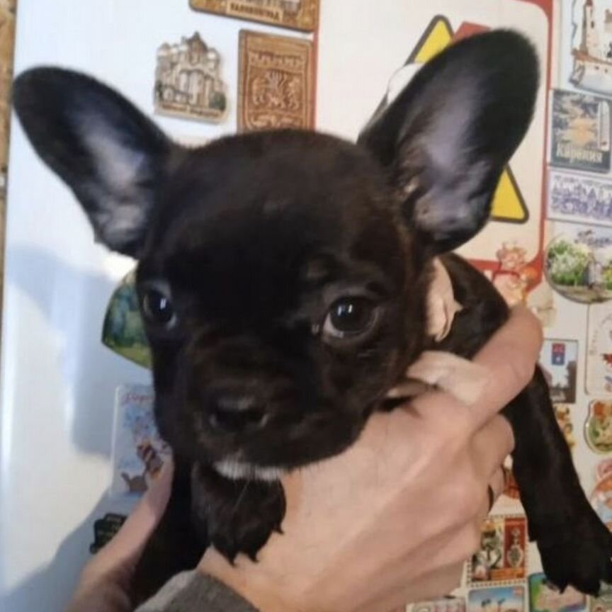 Французский бульдог, щенок