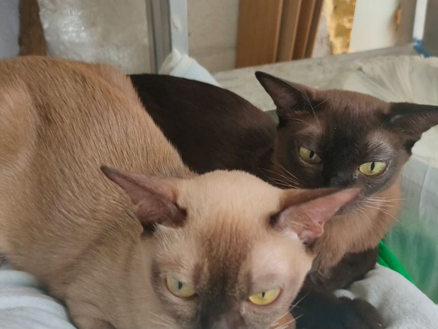 Бурманская кошка, кошка бурма