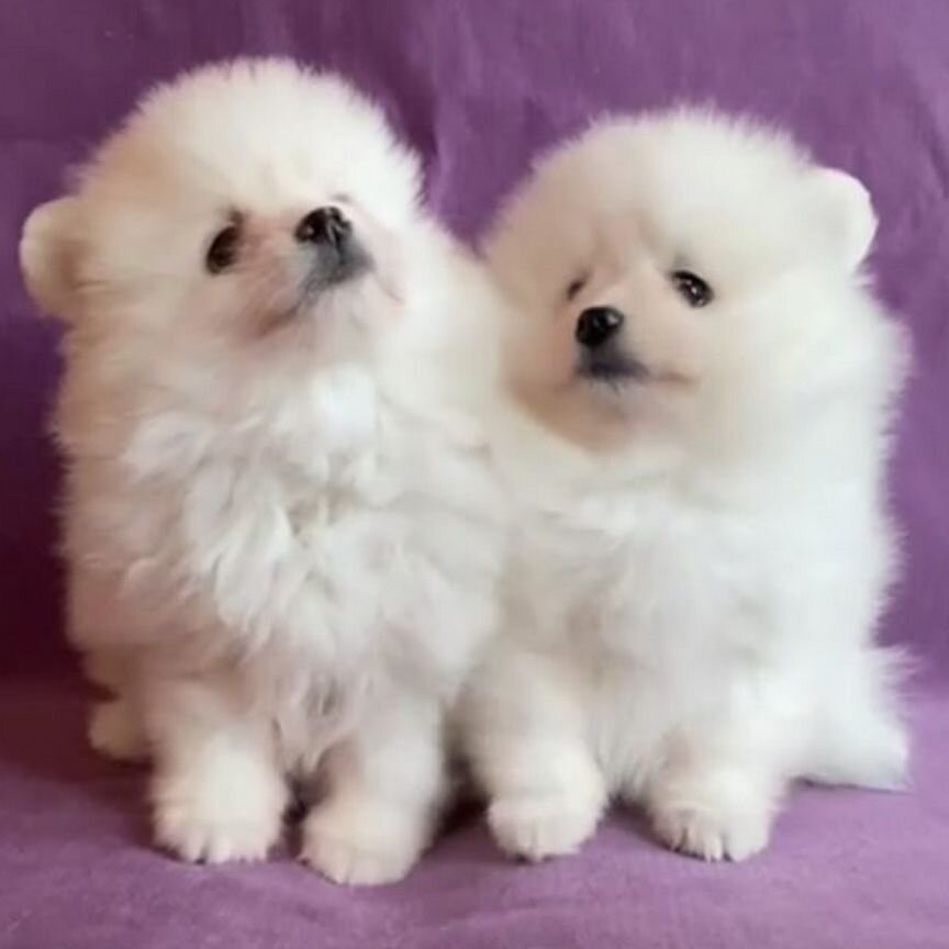 Померанский шпиц, щенок