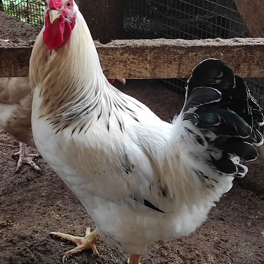 Петух Адлерский серебристый