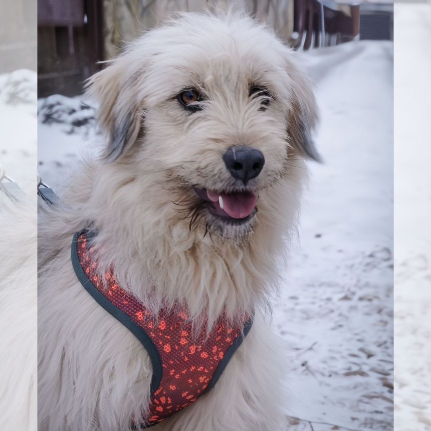 Щенок в добрые руки