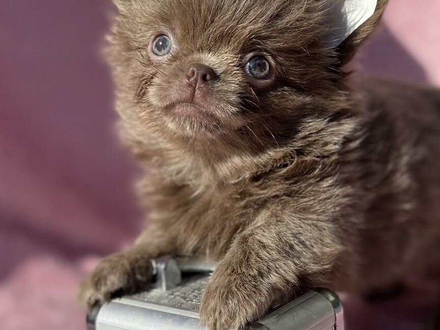 Лиловое чудо