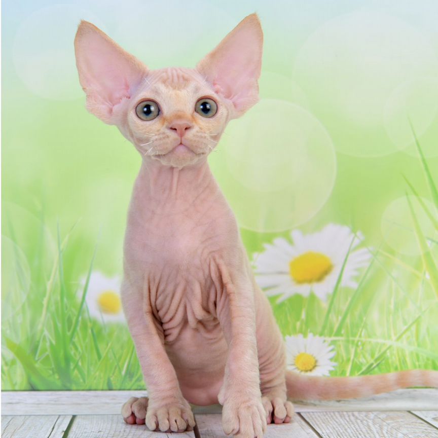 Ушастый рыжий очаровашка