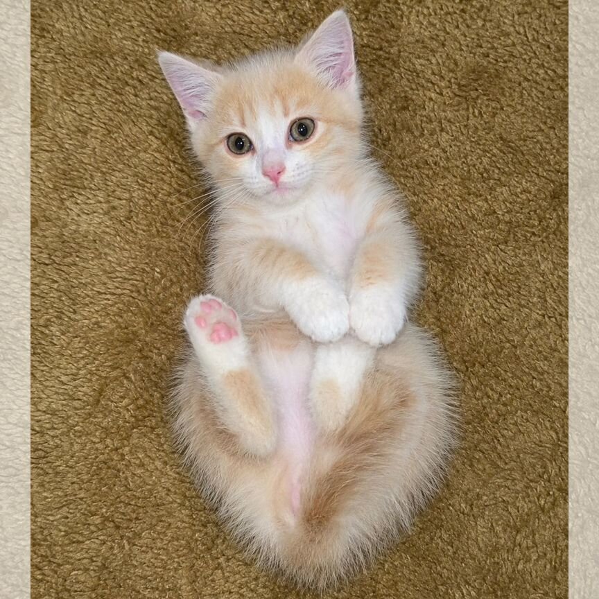 Котёнок в добрые руки