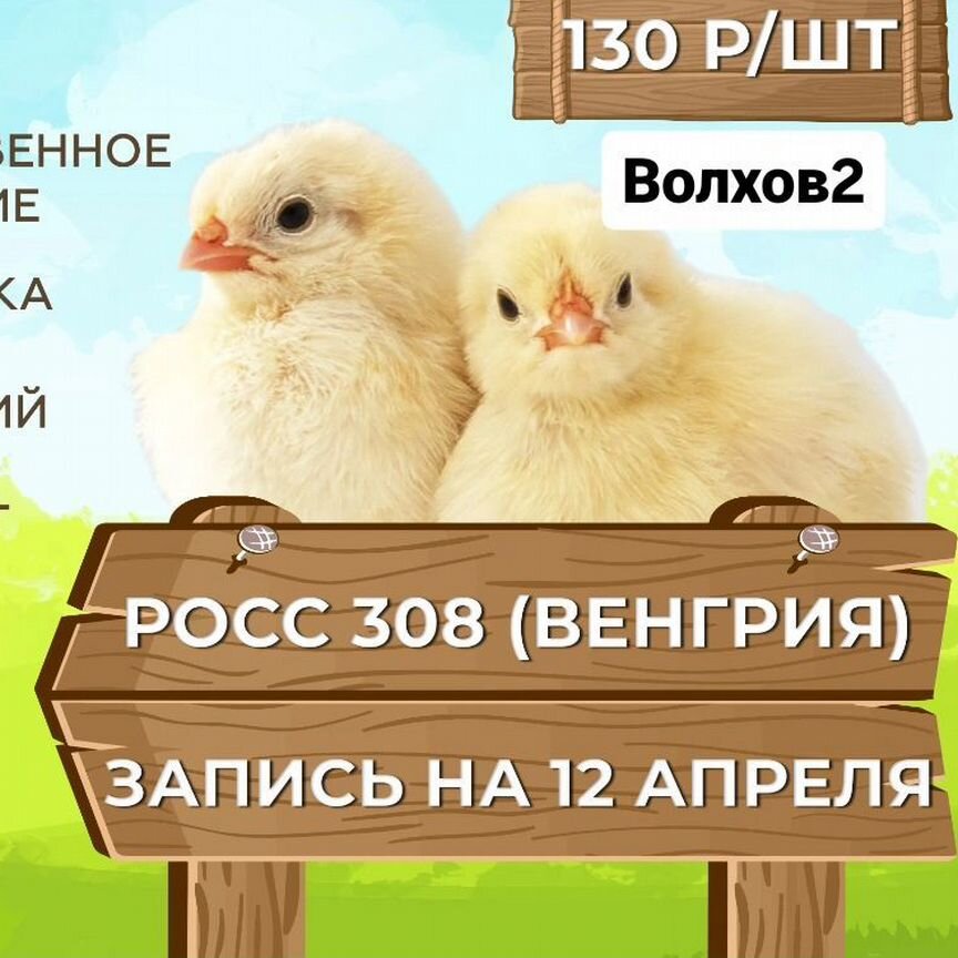 Росс308 Бесплатная доставка цыплят в Волхов