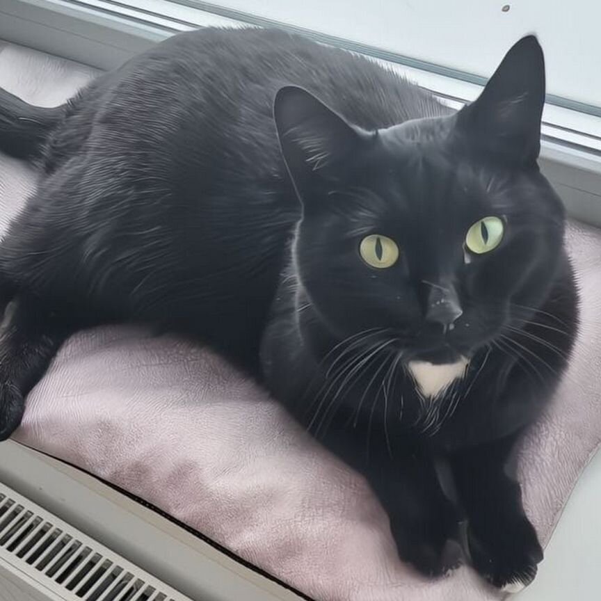 Взрослый кот в добрые руки