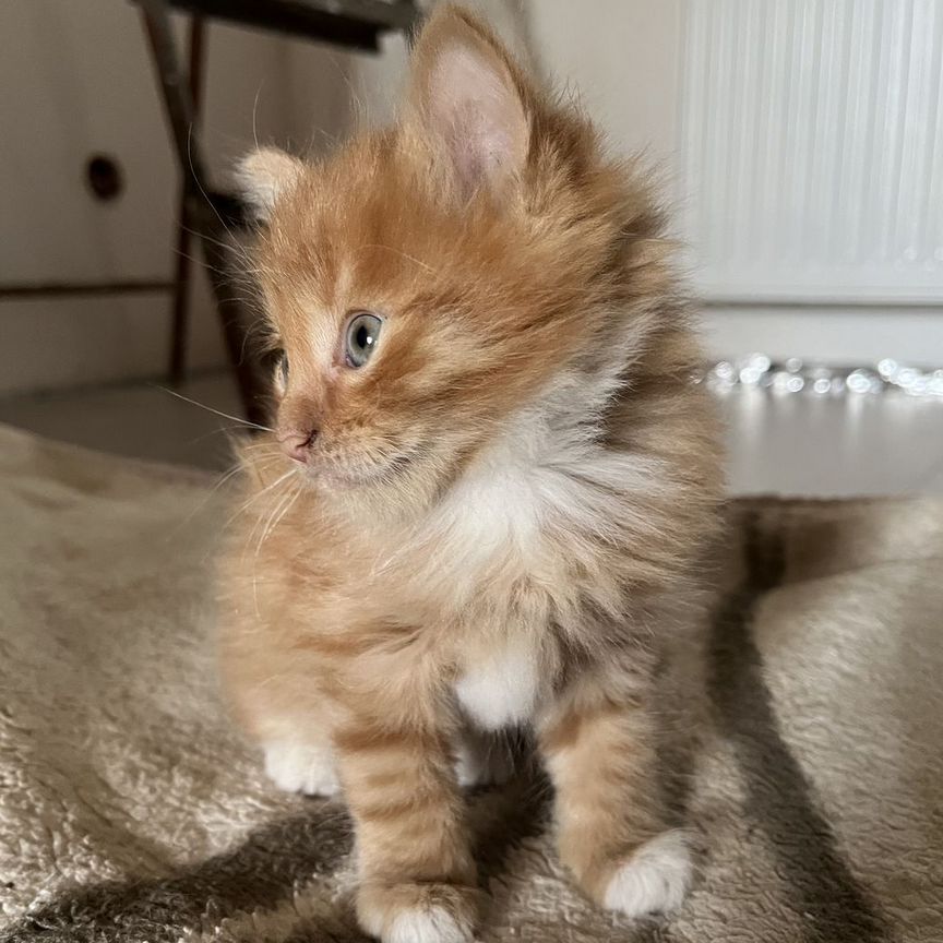 Котёнок в добрые руки