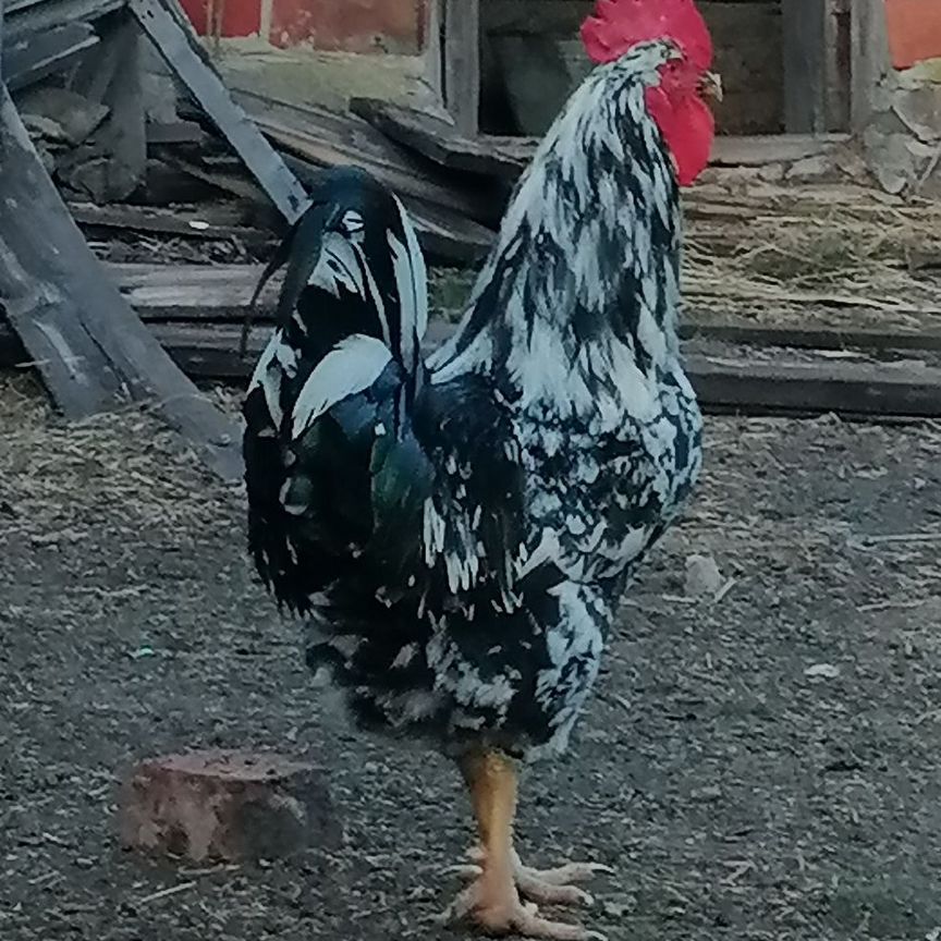 Петух ливенский, нидерхайдер