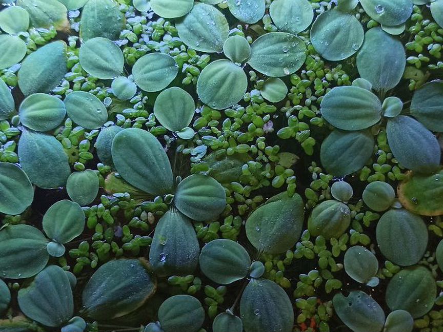 Пистия и ряска бесплатно