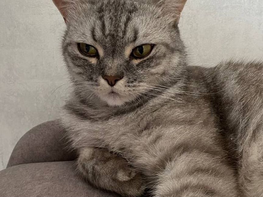 Кот в добрые руки