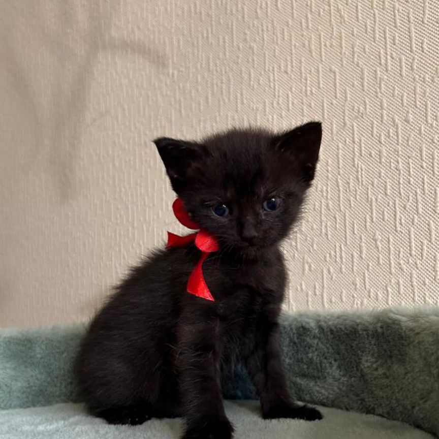 Черный котенок девочка приучена к лотку