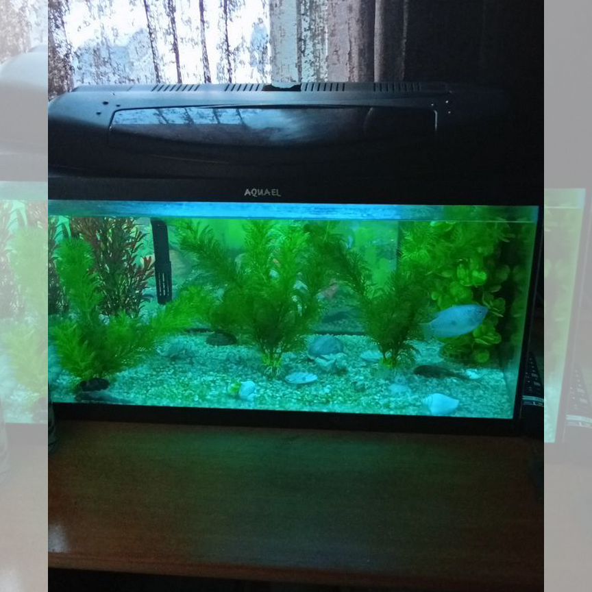 Аквариум с рыбками