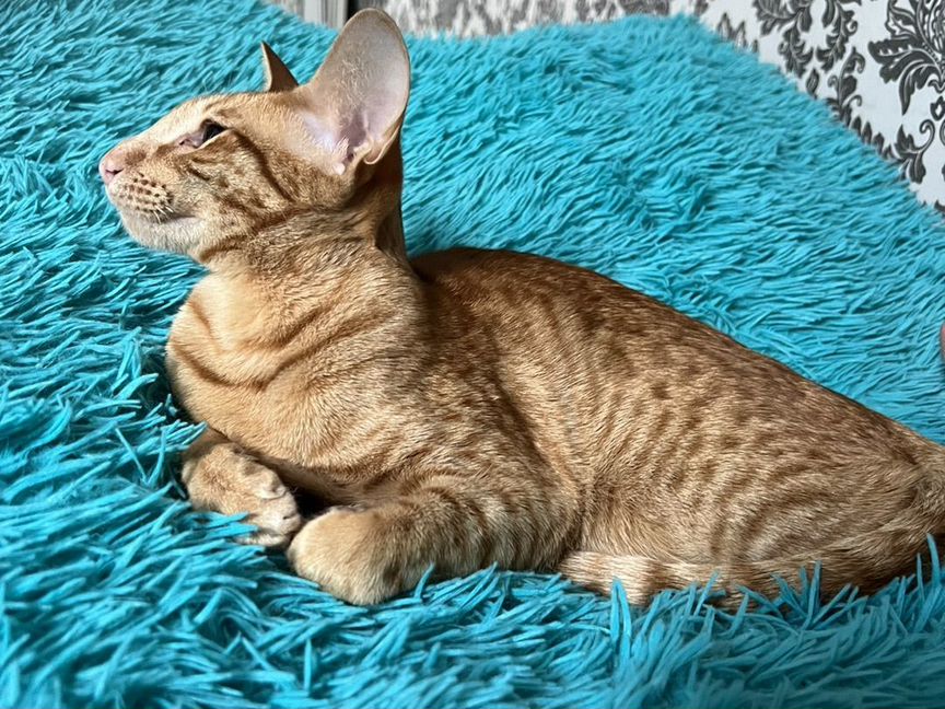 Вязка ориентальная кошка