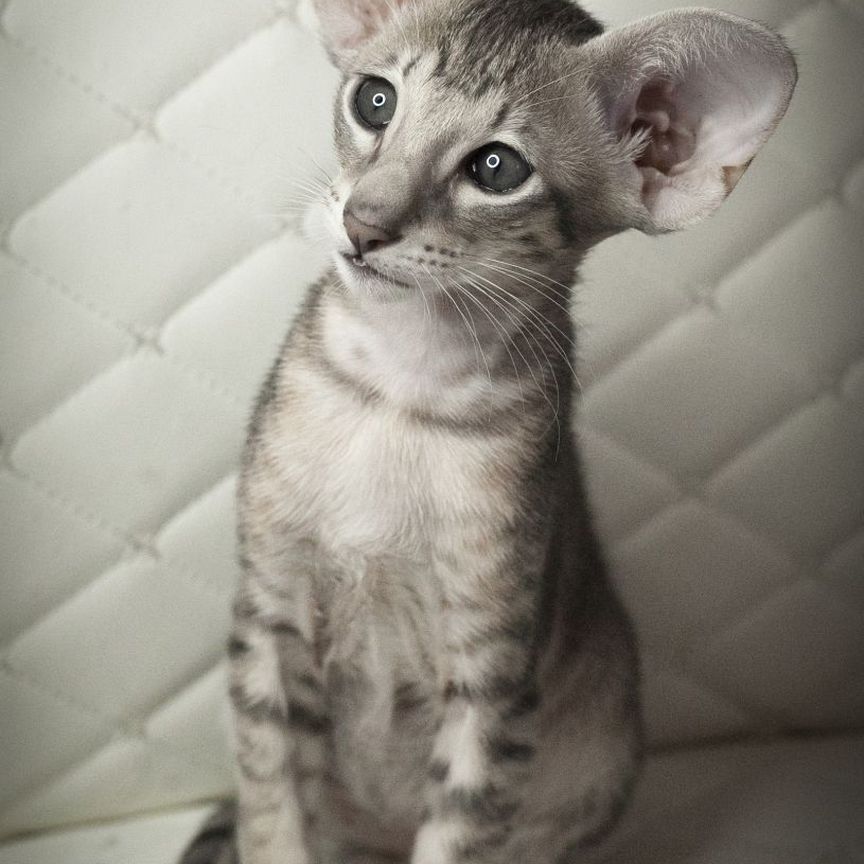 Ориентальный котёнок