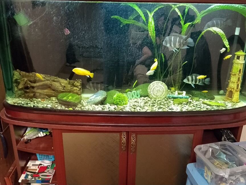 Аквариум 550л