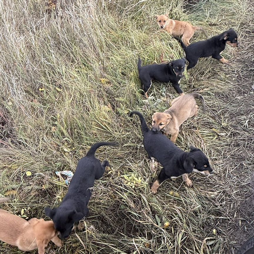 Щенок в добрые руки