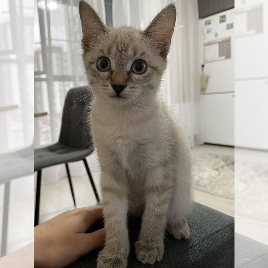 Тайская кошечка (котенок)
