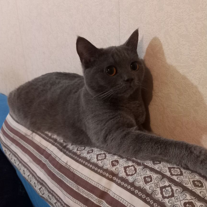 Шотландская прямоухая короткошёрстная кошка, взрослая