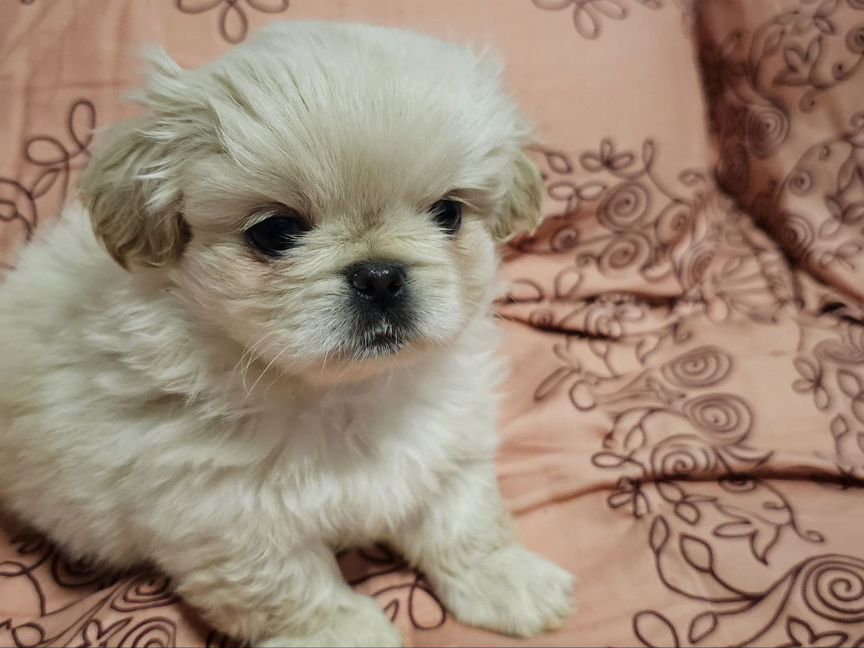 Мальтипу мини мальчик