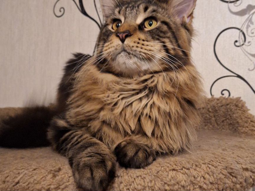 Кот полидакт на вязку мейн-кун