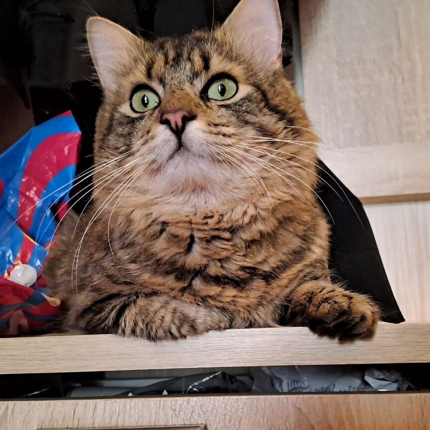 Кот в добрые руки