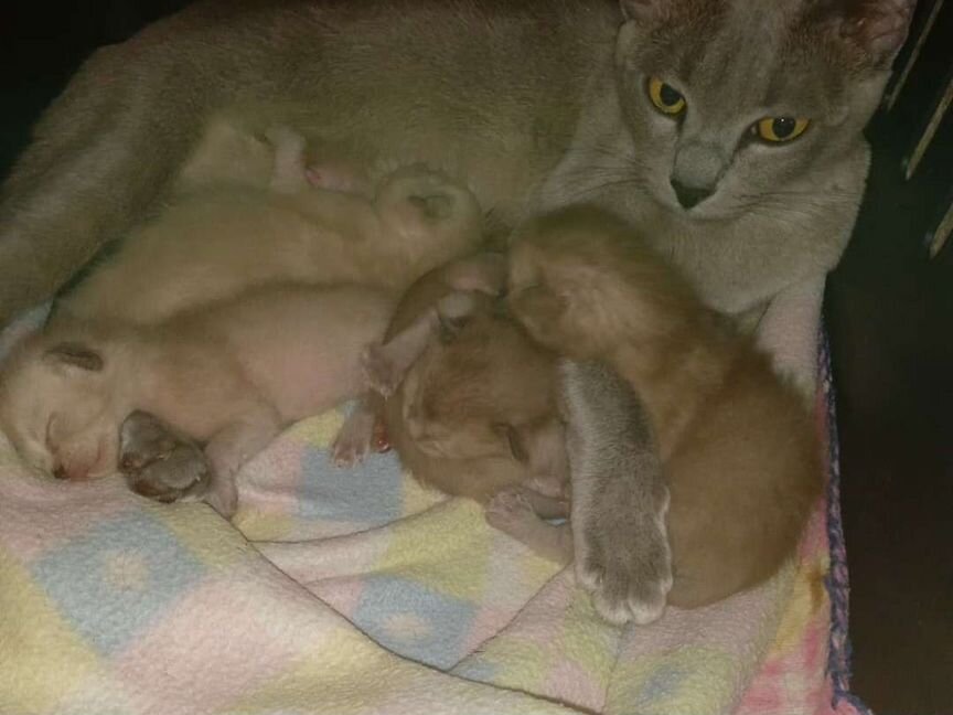 Бурманские малыши