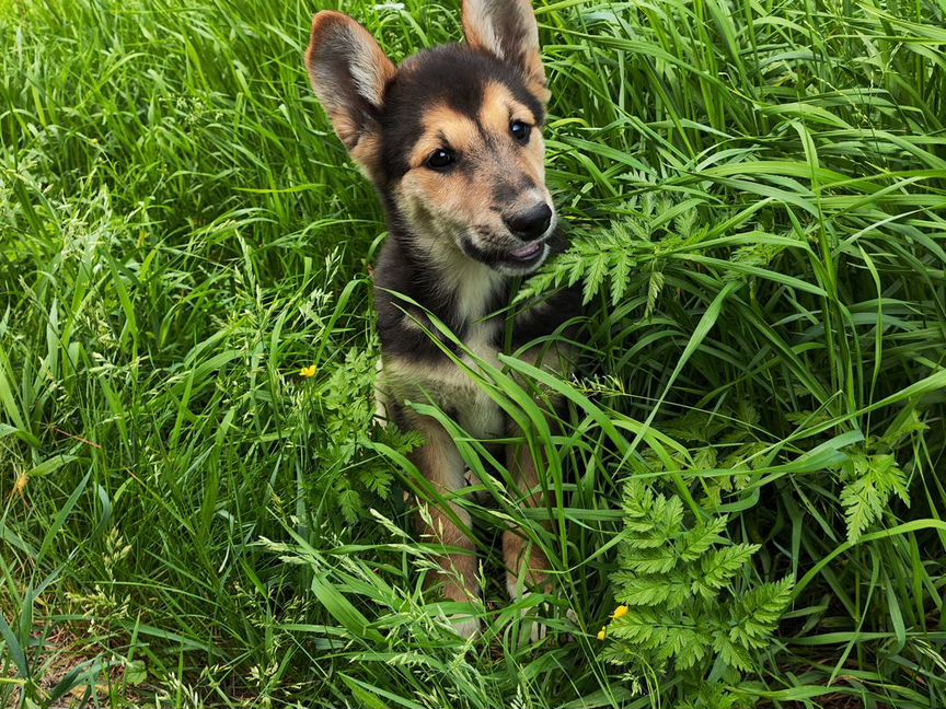 Щенок в добрые руки